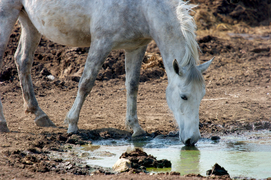 Ten Ways to Protect Water Sources on Your Horse Farm From Pollution ...