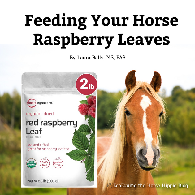 Feeding Raspberry Leaves To Your Horse – Horse Hippie
